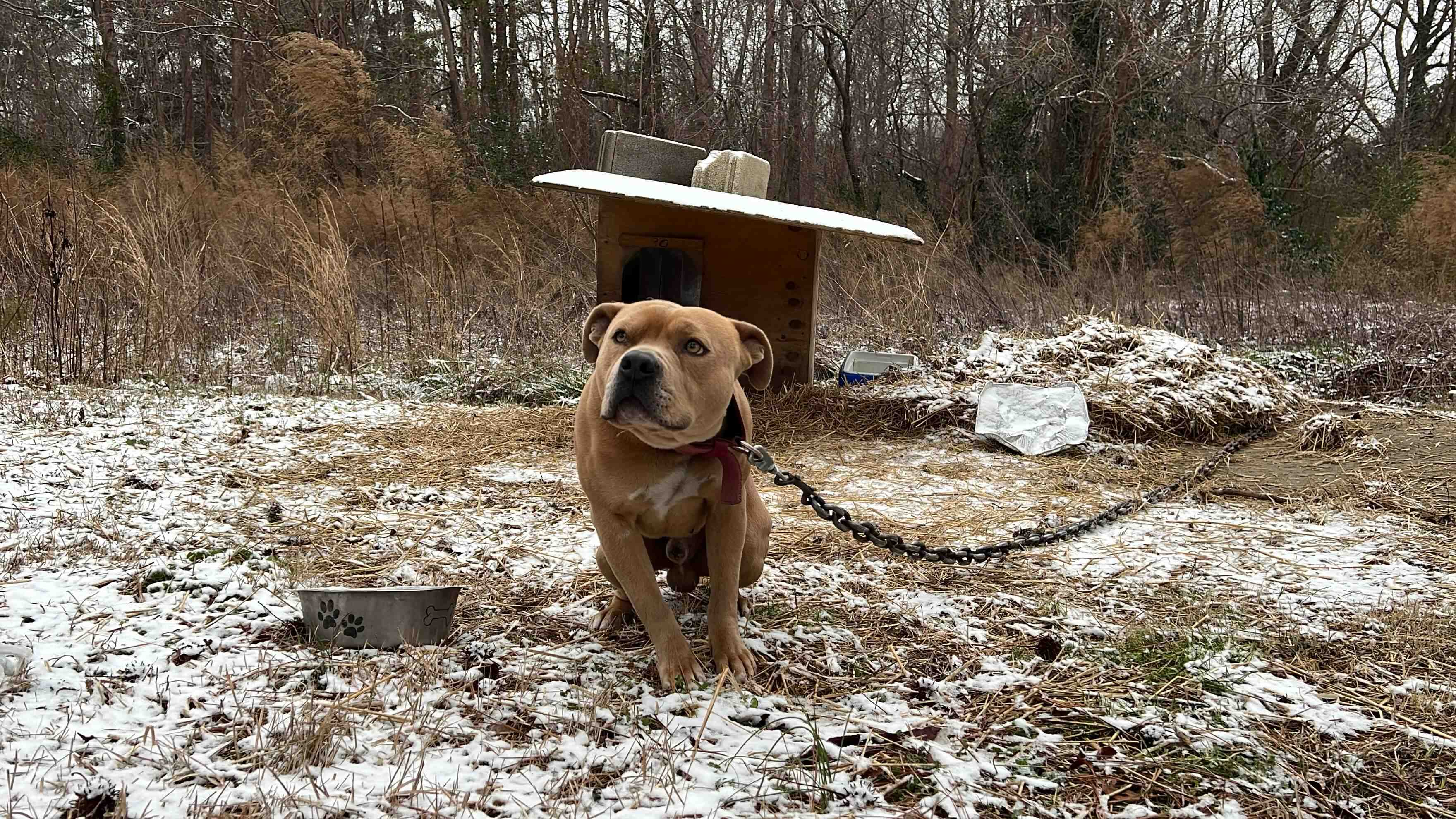 Take Action Today: Urge Somerset City Council to Prohibit Dog Tethering ...