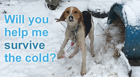 Emaciated Dogs, Embedded Collars—The Washington Post Tells the Story of ...