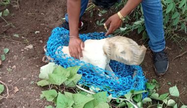 Pledge to Protect Animals | Animal Rahat