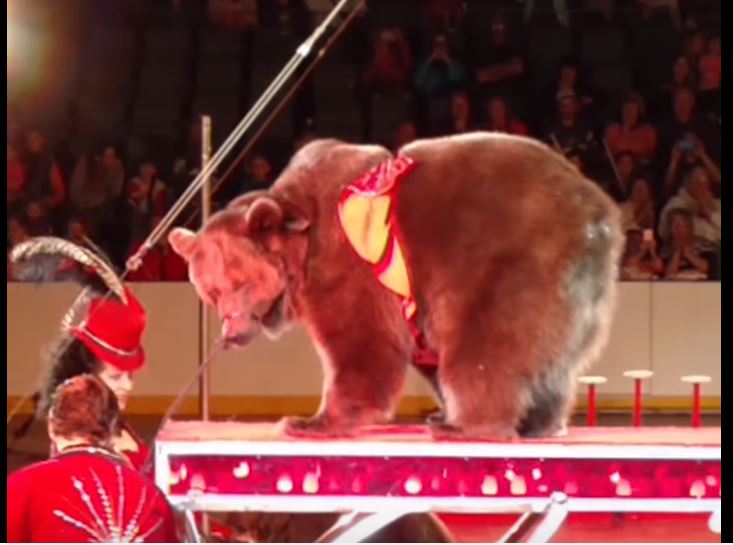Urge Shriners International to Oppose Cruel Animal Circuses! | PETA
