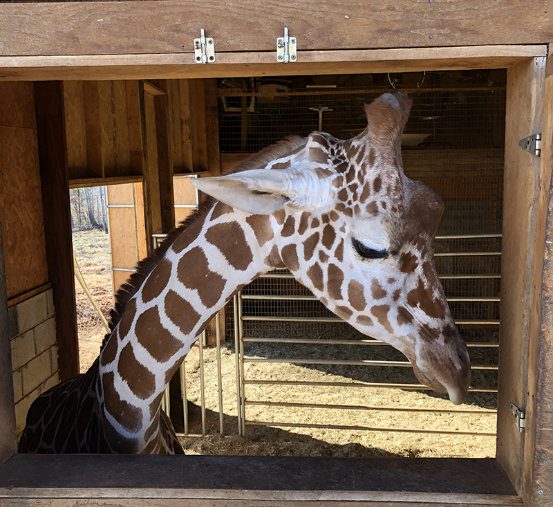 Rabbits Killed With Hammers, Baby Giraffes Exploited for Encounters ...