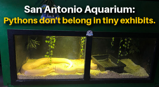 Lemur Permanently Disfigured, Pythons Can’t Extend Their Bodies—Speak Up!