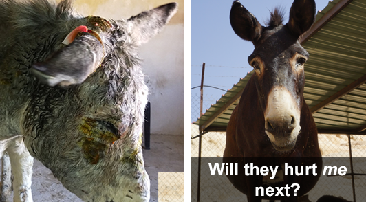 This Horse Was So Frightened That Her Body Slammed Onto the Hard Floor