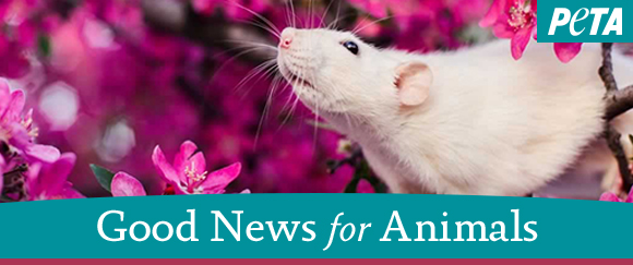 Donor Update: Two BIG PETA Wins for Animals in Laboratories