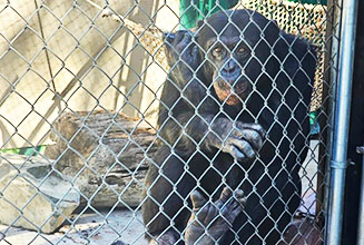 Help Chimpanzees and Other Primates - Donate Now | PETA