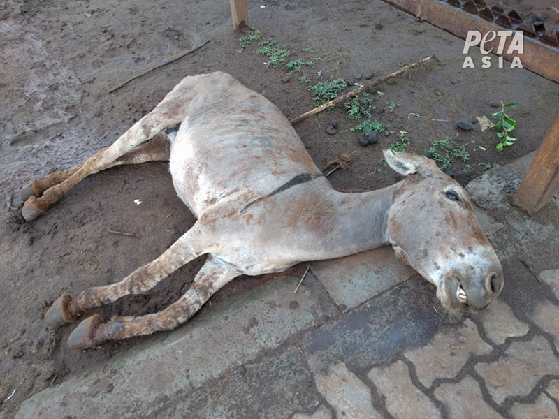 Exposed Again: Donkeys Abused and Slaughtered for Traditional Chinese ...