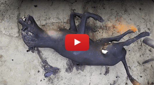 Meet the ‘Terrible 10’—Companies That Capture, Torment, and Kill ...