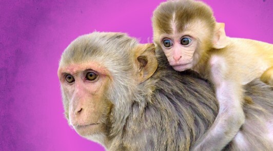 50+ Years of Countless Animal Casualties—We’re Still Losing the War on ...