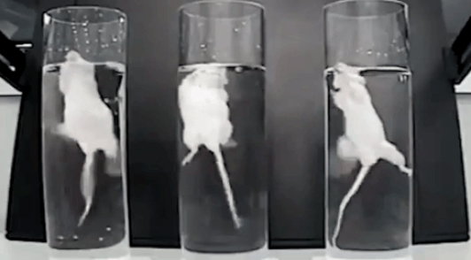 Cruel, Decades-Old Experiment on Animals Continues to Fail