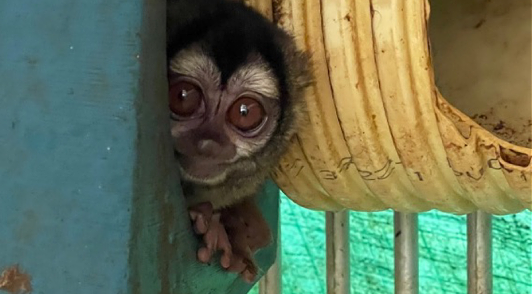 Endangered Monkeys Stolen From Forests by Alleged Cambodian Smuggling ...