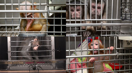 Meet the ‘Terrible 10’—Companies That Capture, Torment, and Kill ...