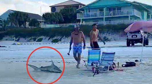 Lemur Permanently Disfigured, Pythons Can’t Extend Their Bodies—Speak Up!