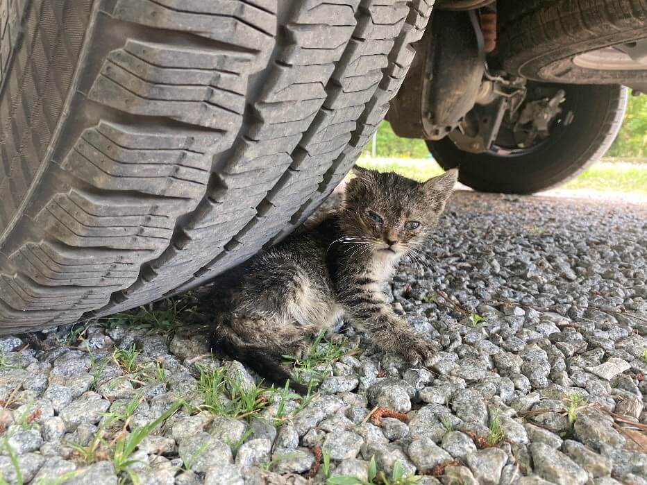 URGENT: Speak Up for Cats in West Des Moines Today! | PETA