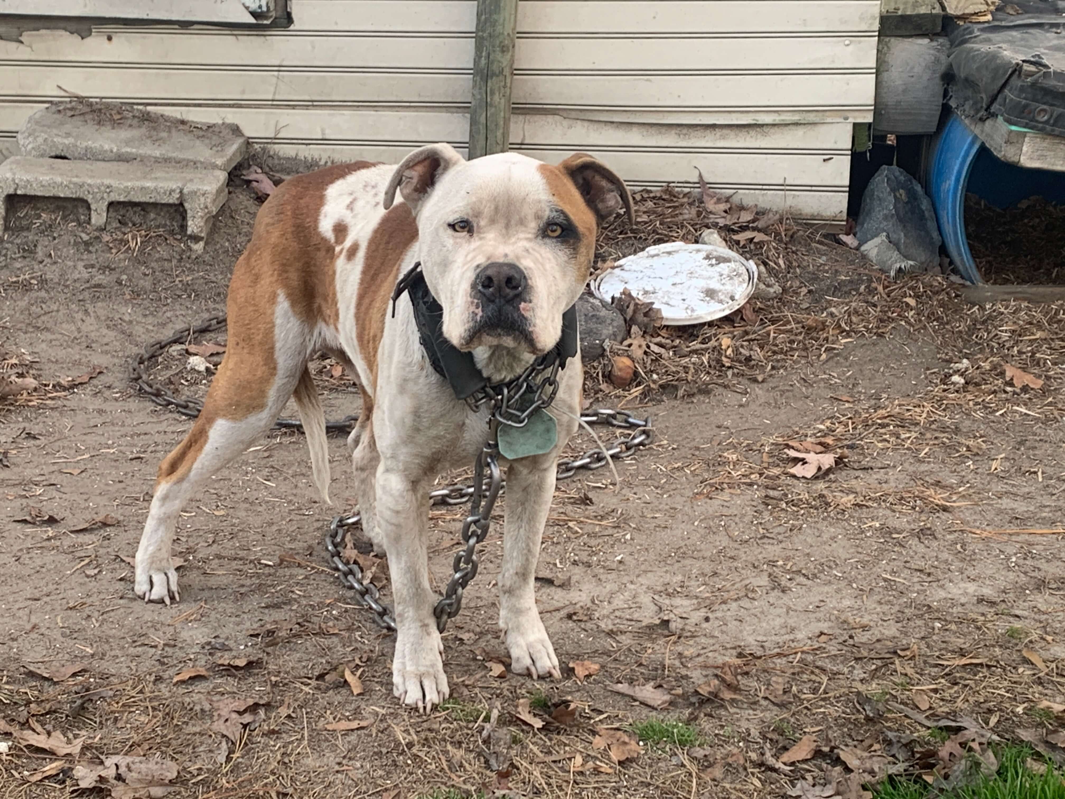 Urge Nash County, North Carolina, Officials to Protect Vulnerable Dogs ...