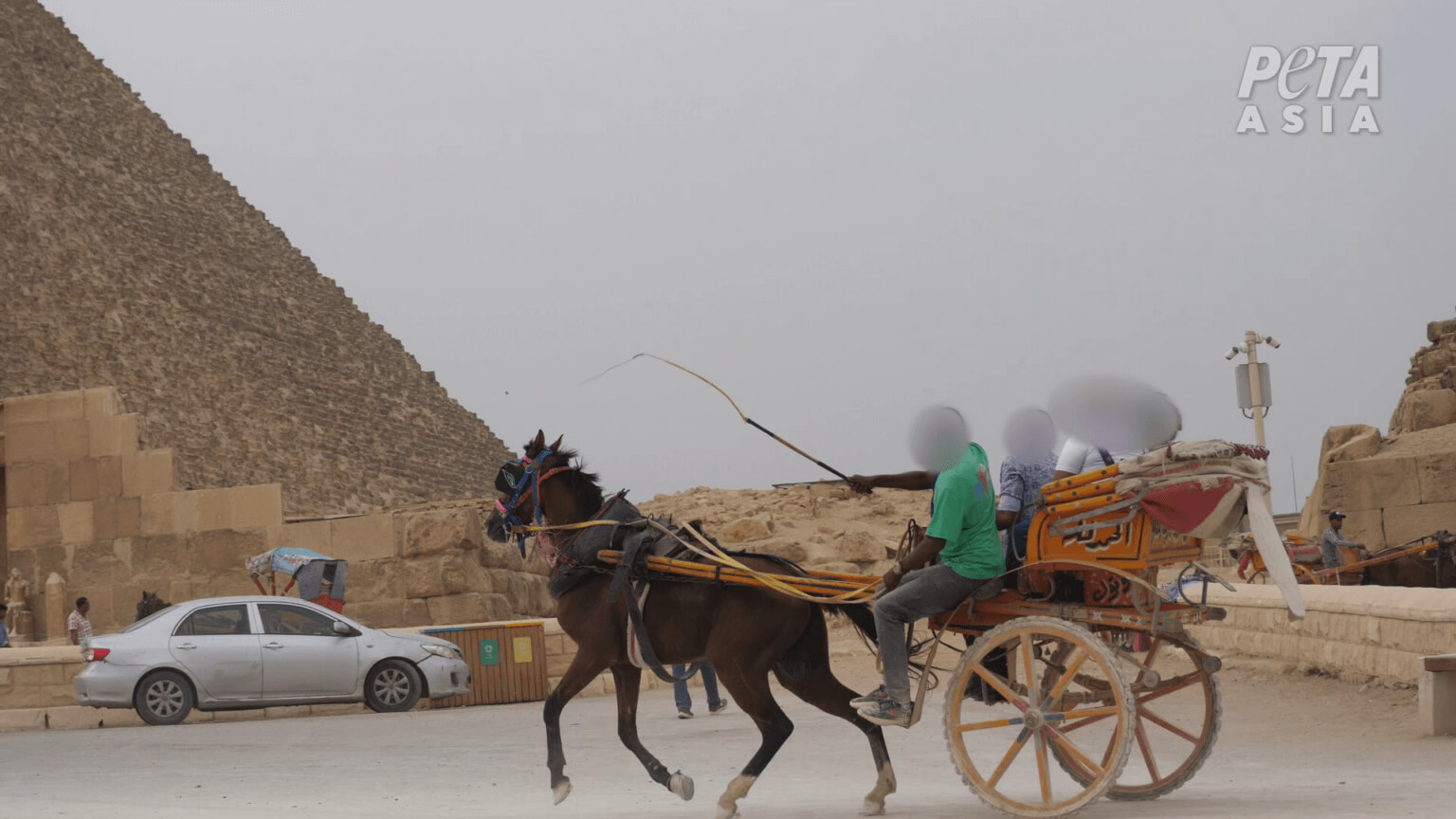 How Your Vacation Plans Could Harm Animals at Egypt’s Pyramids | PETA