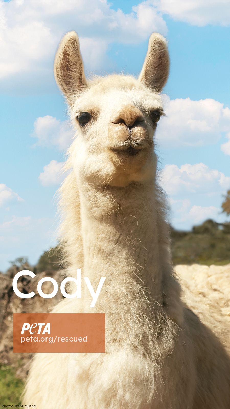 PETA's Investigations and Rescue Fund - Rescued - PETA Headlines