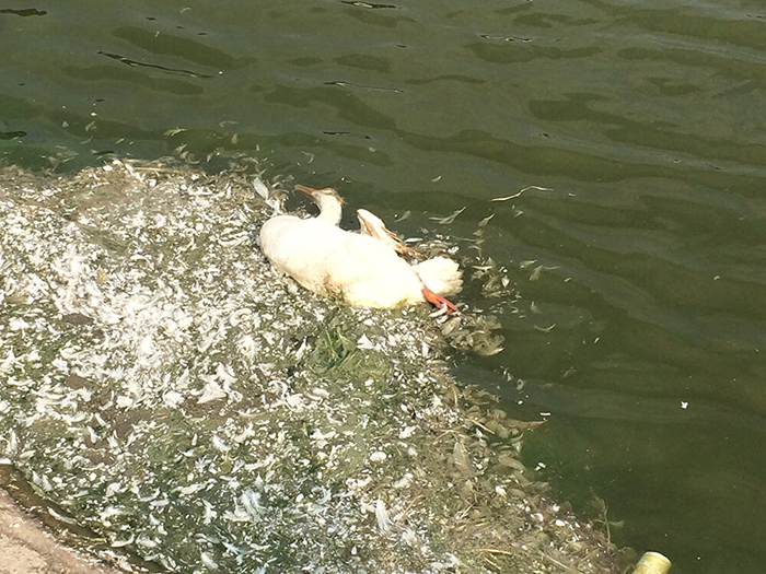 Geese Bleed for Bedding—Urge Eddie Bauer to Ditch Down | Save Animals ...