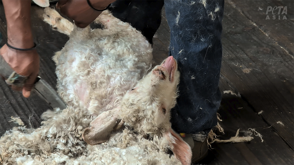 Dead Baby Goats = “Responsible” Mohair? Help Stop the Suffering! | Save ...