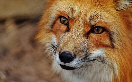 Mainers: Ask Your Legislators to Protect Wildlife from Cruel Hunting ...
