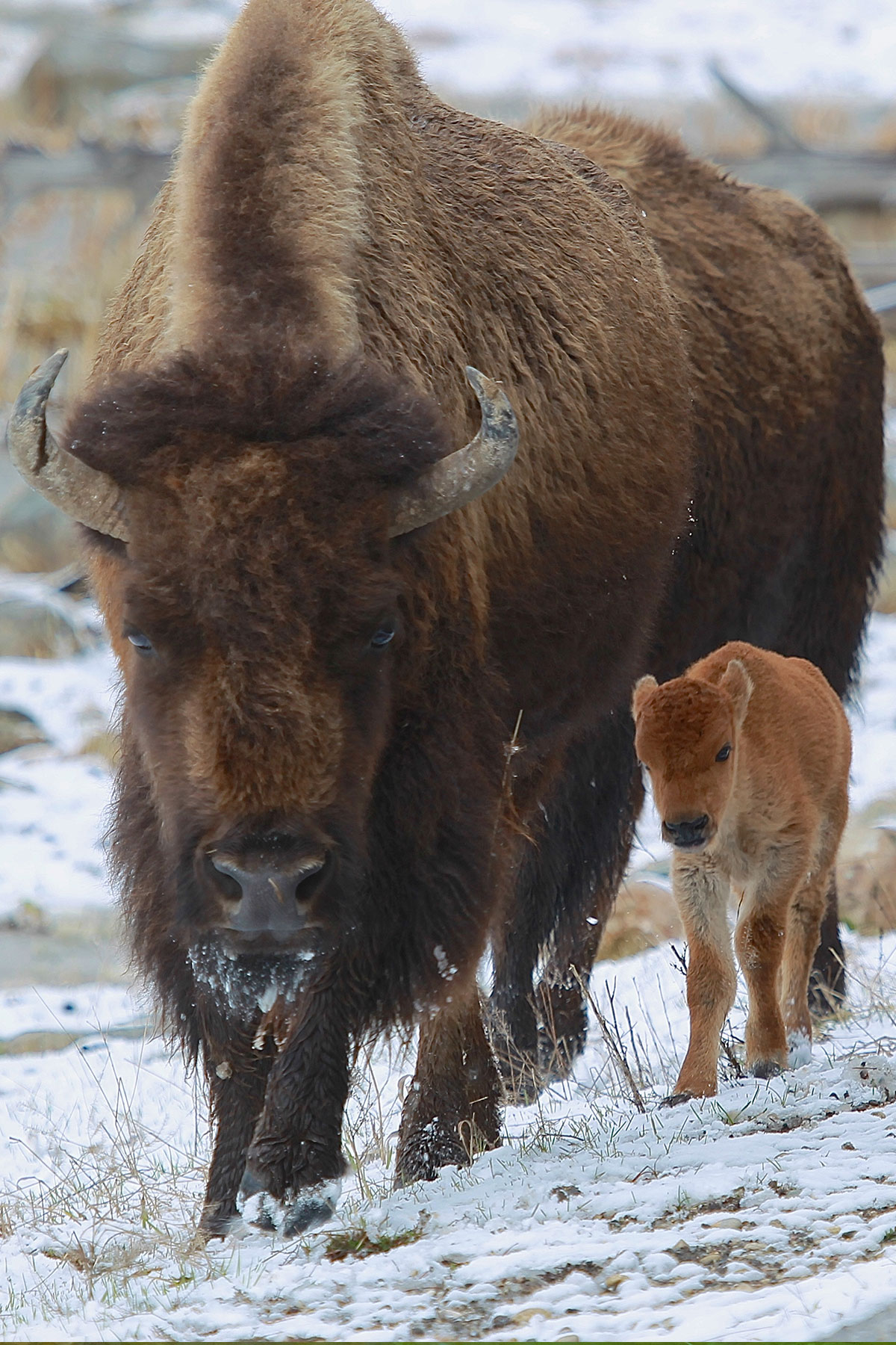 Yes! I want to save bison and have my gift tripled! | National Wildlife ...