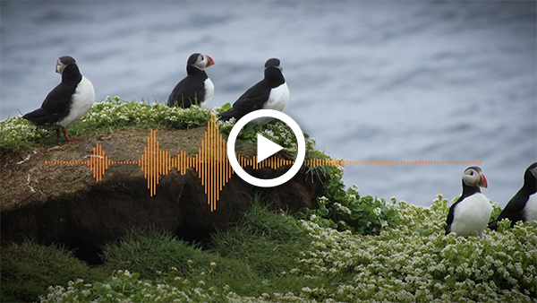 Puffin Pressures | Antarctic Ice Loss | Sound Helping Fisheries