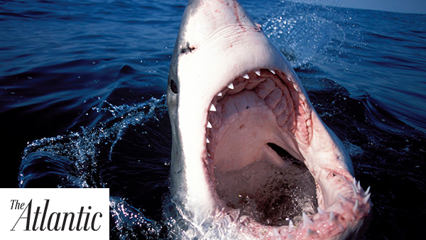 A Feeding Frenzy | Ocean Policy Leader | Glacier Livestream Event