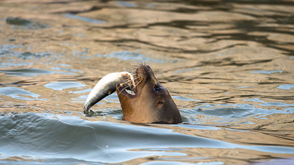 Monitoring Bycatch | Returning from the Arctic | Future Ocean