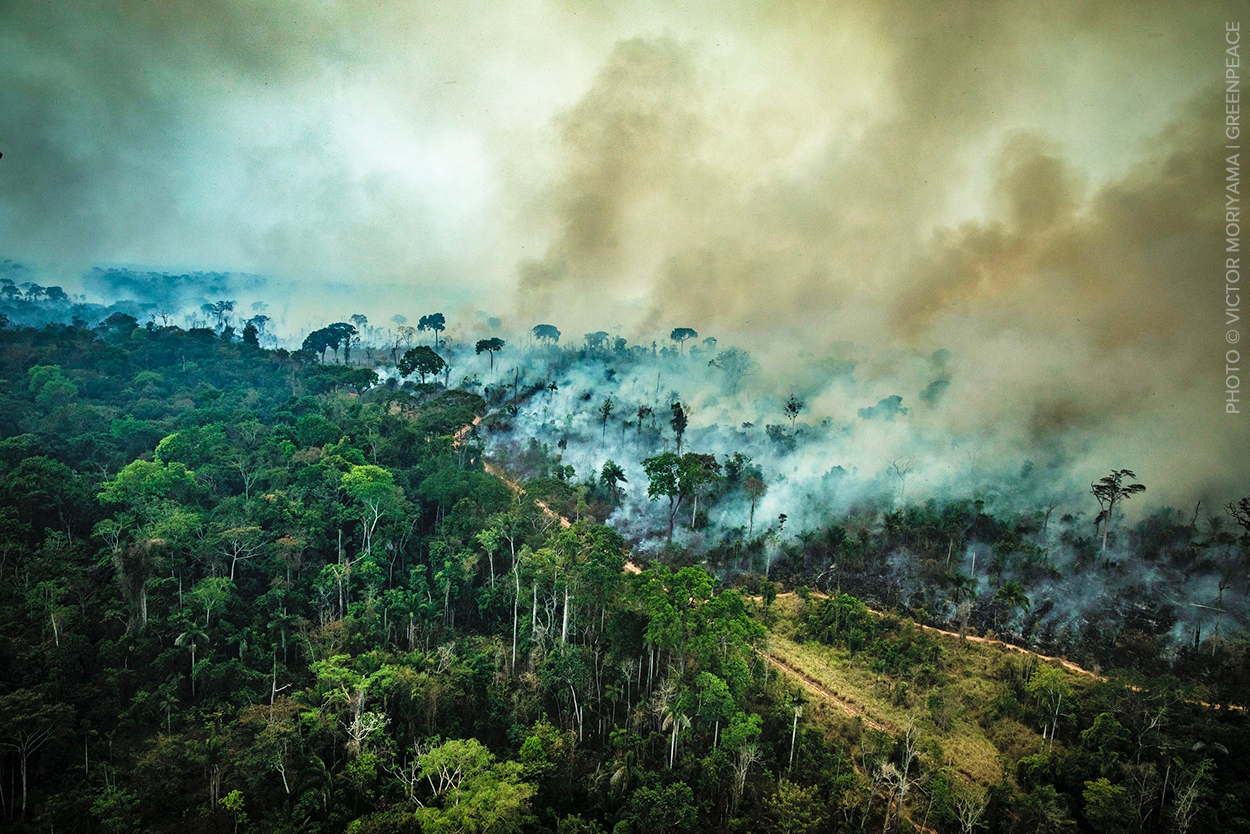 Join Us On August 31st Rainforest Action Network Fighting For join-us-on-august-31st-rainforest-action-network-fighting-for