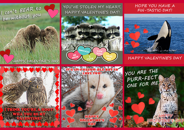 Defenders of Wildlife | Send a special someone a Valentine's Day eCard!