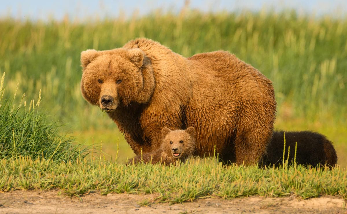 Nat Hab Post Trip $250 Voucher Form | World Wildlife Fund | World ...