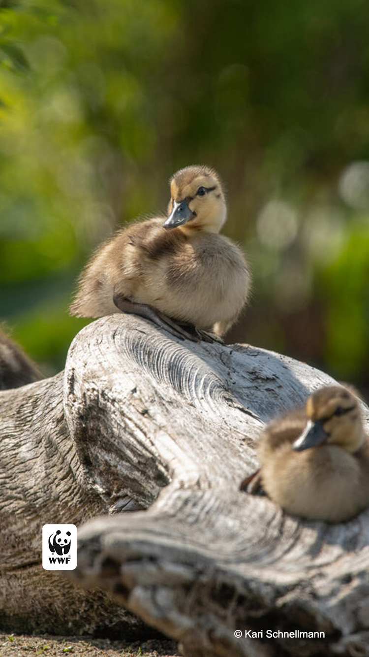 WWF Nature Wallpaper sign up | World Wildlife Fund