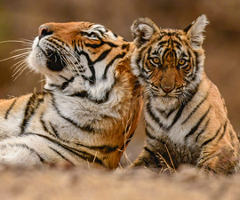 WWF Heroes nature wallpaper | World Wildlife Fund