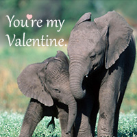 Send a WWF ecard in honor of someone | World Wildlife Fund