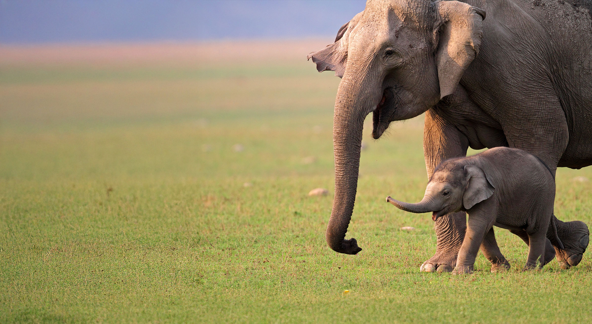 Nature Needs You Now | World Wildlife Fund