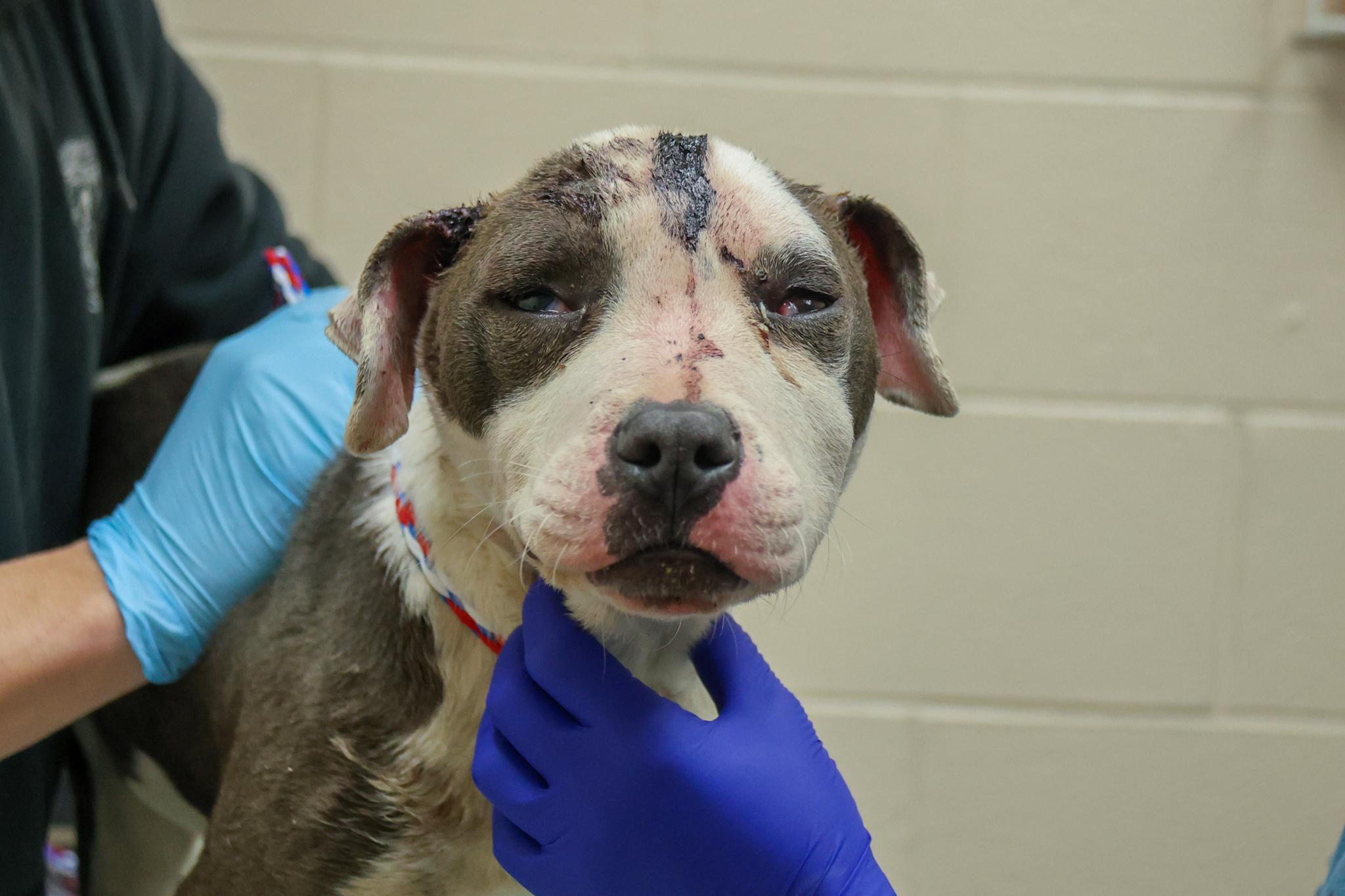 Critical Care Center | Michigan Humane Critical Care Center