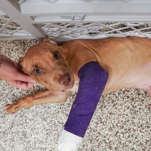 Critical Care Center | Michigan Humane Critical Care Center