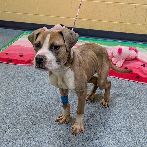 Critical Care Center | Michigan Humane Critical Care Center